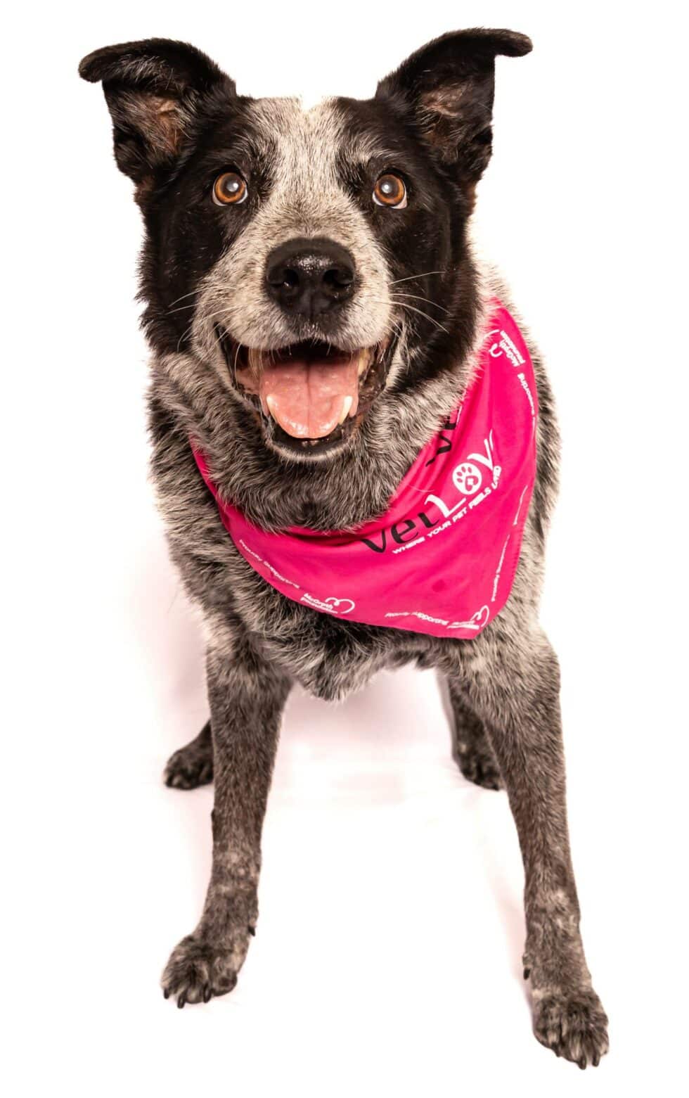 VIP - VetLove Central